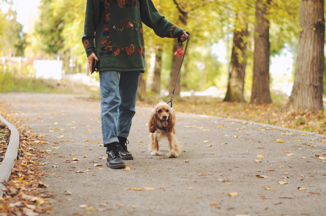 Socialising a Social Animal - Animal Doctors Vets